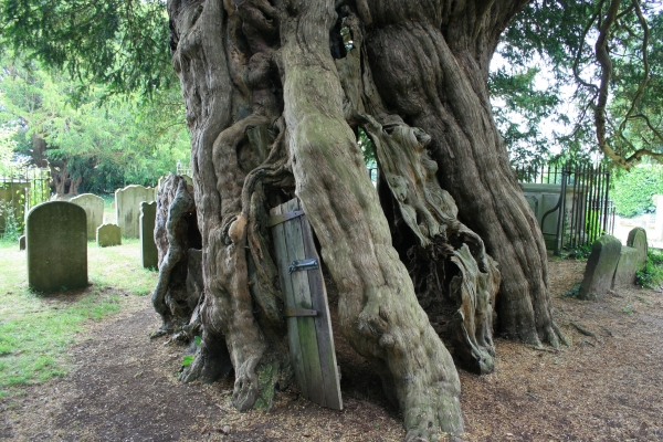 The Yew: Tree of the Dead – Burials & Beyond