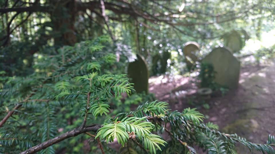 The Yew: Tree of the Dead – Burials & Beyond