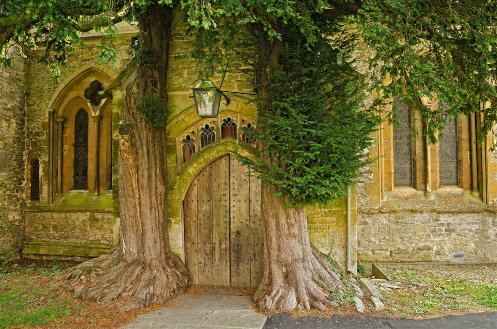 The Yew: Tree of the Dead – Burials & Beyond