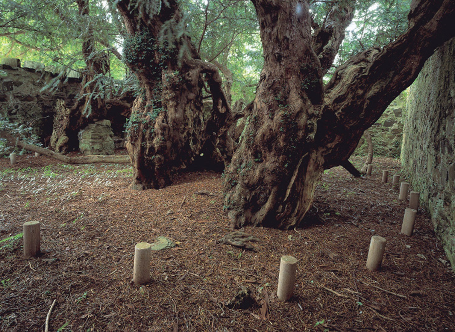 The Yew: Tree of the Dead – Burials & Beyond