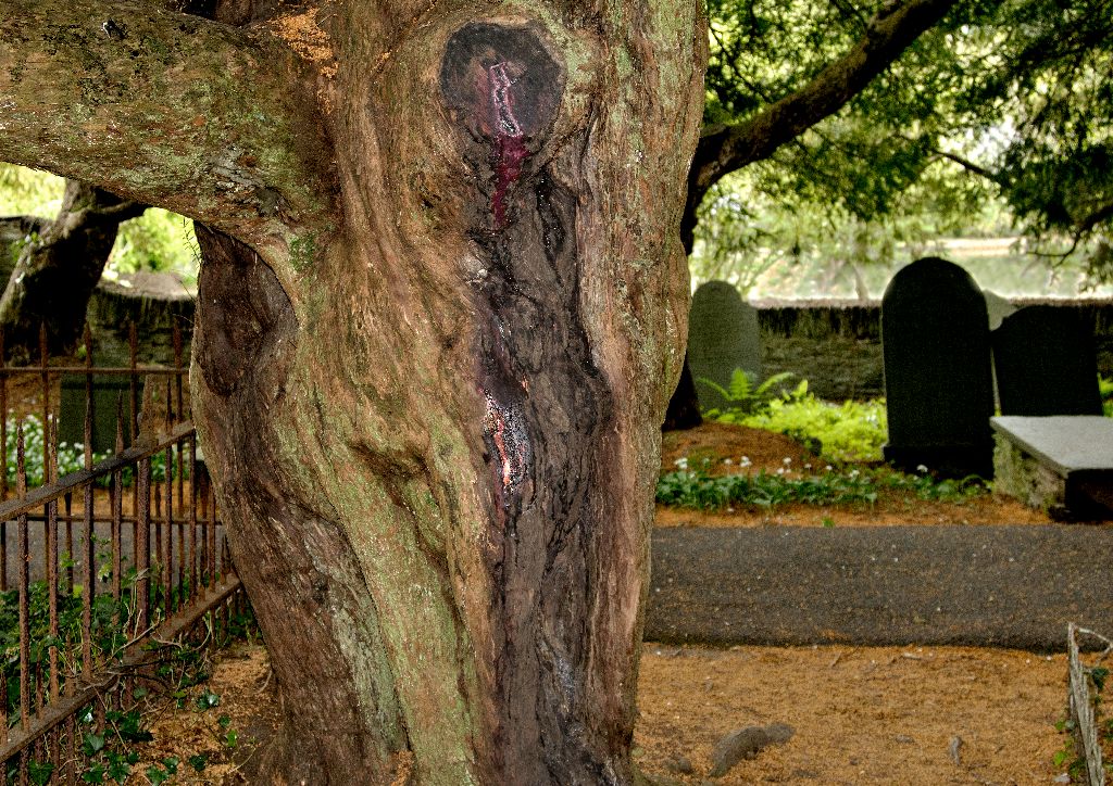 The Yew: Tree of the Dead – Burials & Beyond