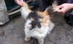 The Wonderful World of Winged Cats – Burials & Beyond